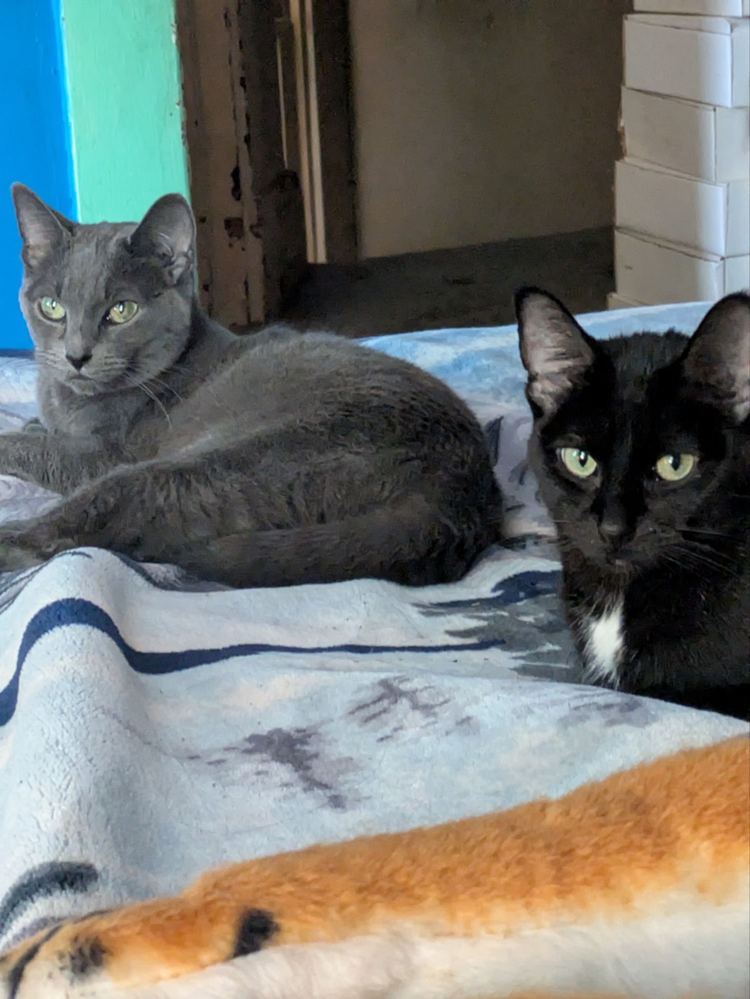 Cats – Beyond Our Universe