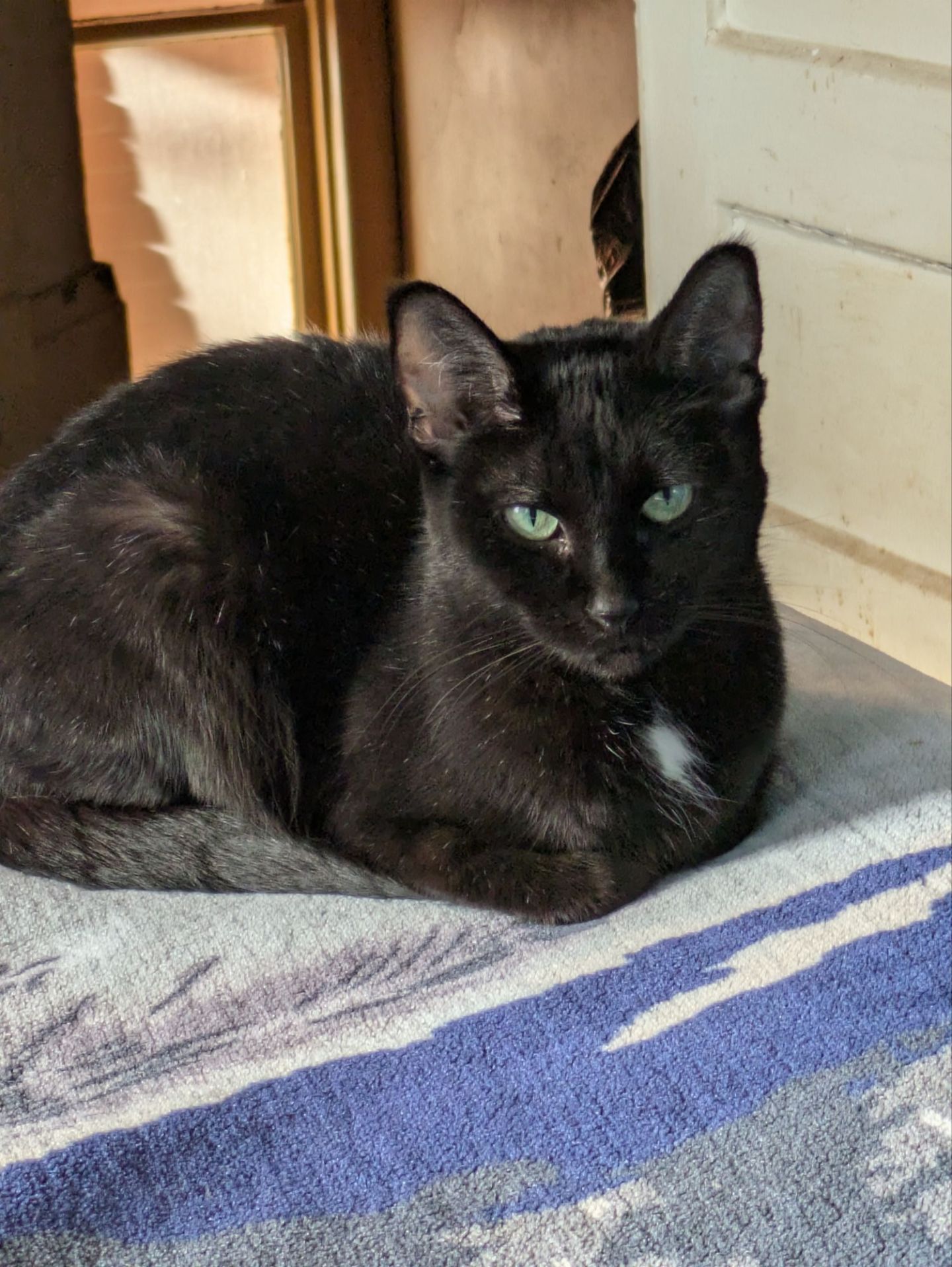 Cats and Crows – Beyond Our Universe