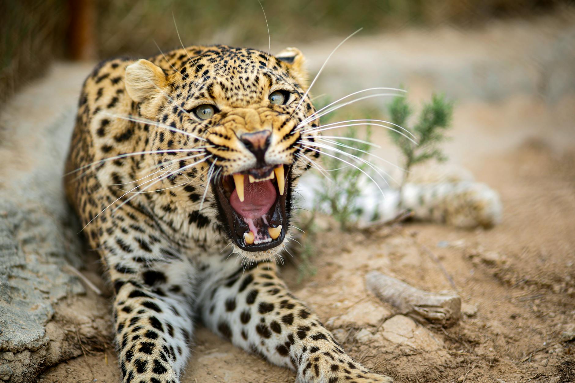 Cats and Crows – Beyond Our Universe